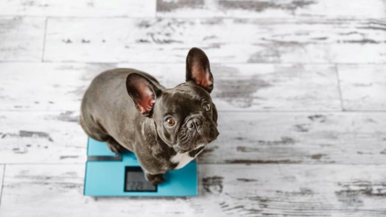 Wondering Why Your Pet Is Gaining Weight? Here's the Reason - Bigtvlive ...