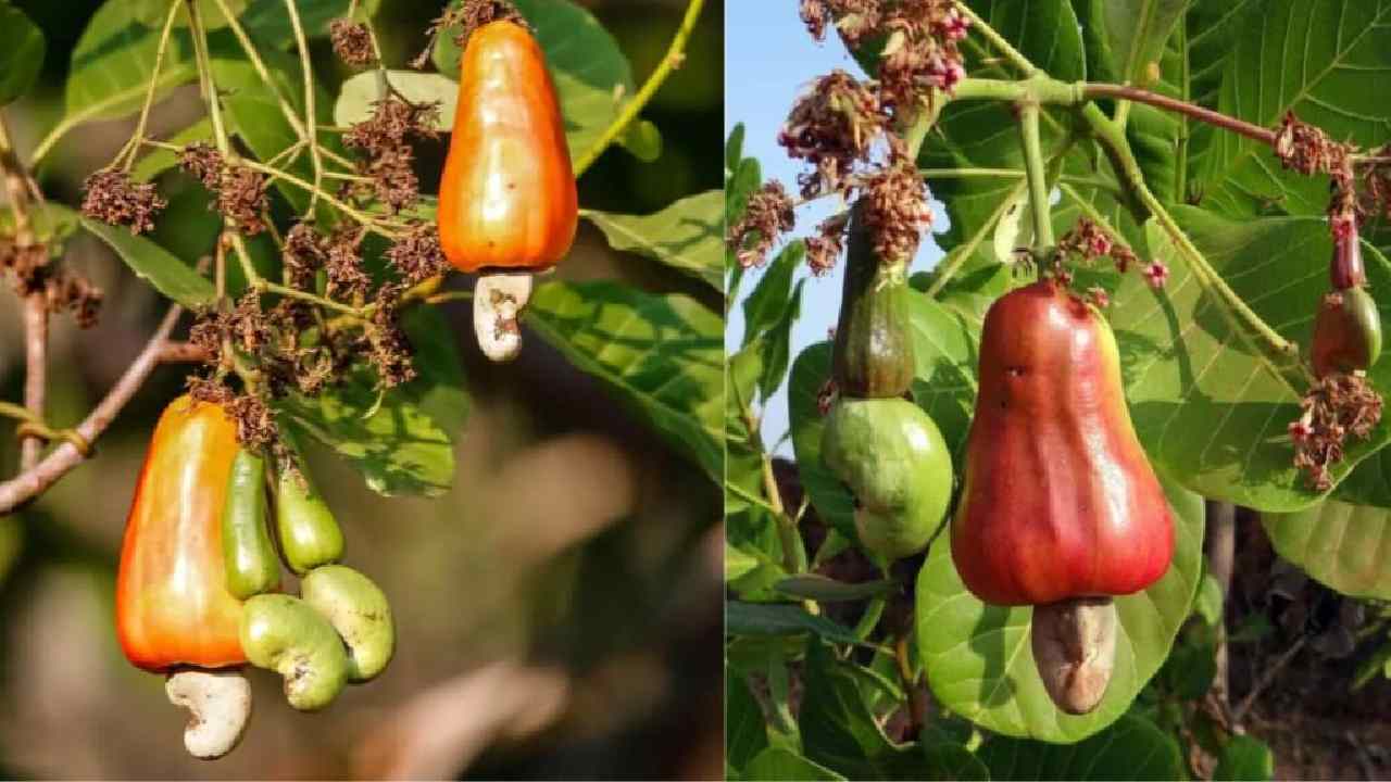 Tips On How to Grow Cashew Trees from Seeds for Home