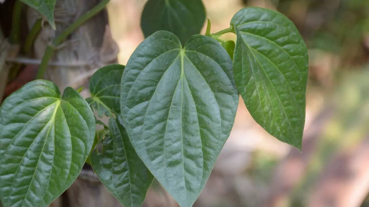 Here Are Top 6 Betel Leaf Benefits And How To Use It