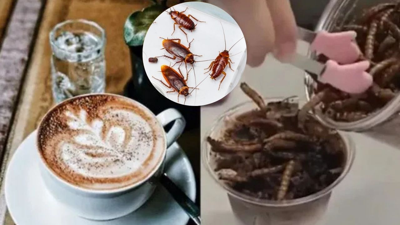 Cockroach Coffee: Would You Dare to Try It?